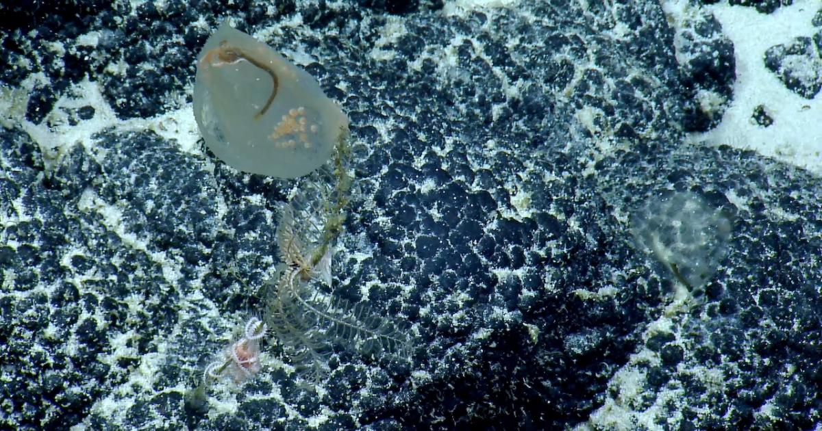 Sampling a Predatory Tunicate | Nautilus Live